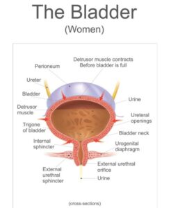 How to Treat Female Urinary Incontinence - AZGyn